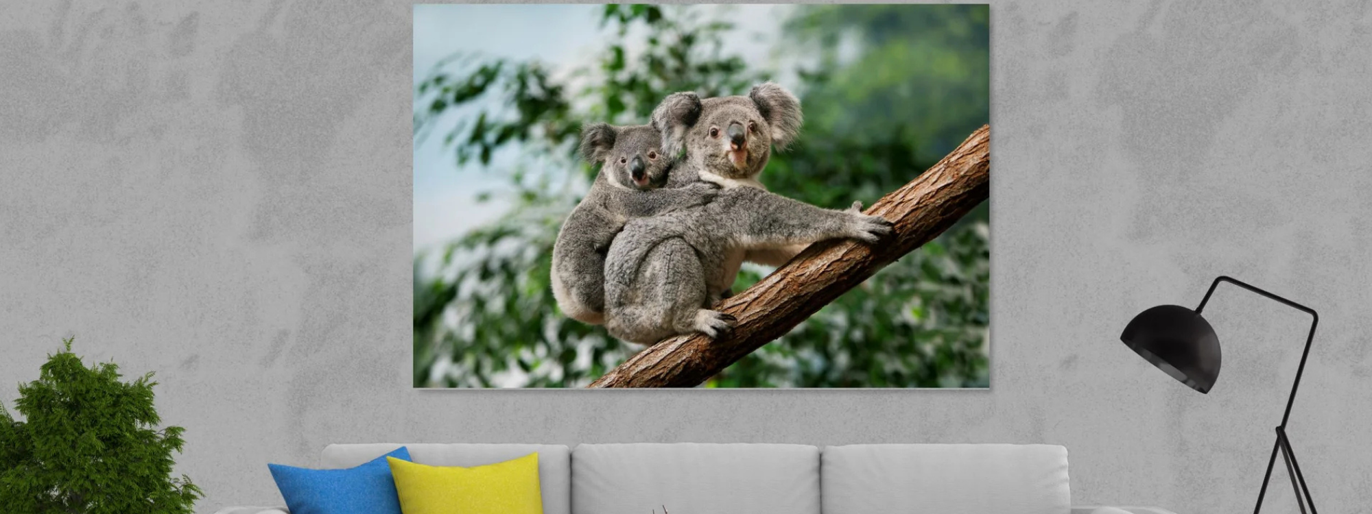 Koalas in Wall Art: Why Australia’s Favourite Animal Belongs on Your ...