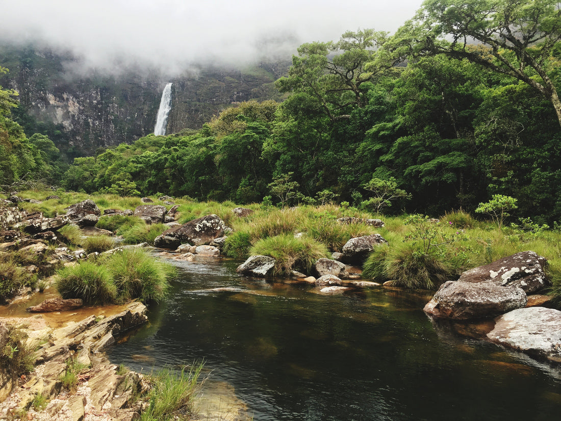 Lamington National Park: Lush Rainforest Wall Art Inspiration | Bella ...