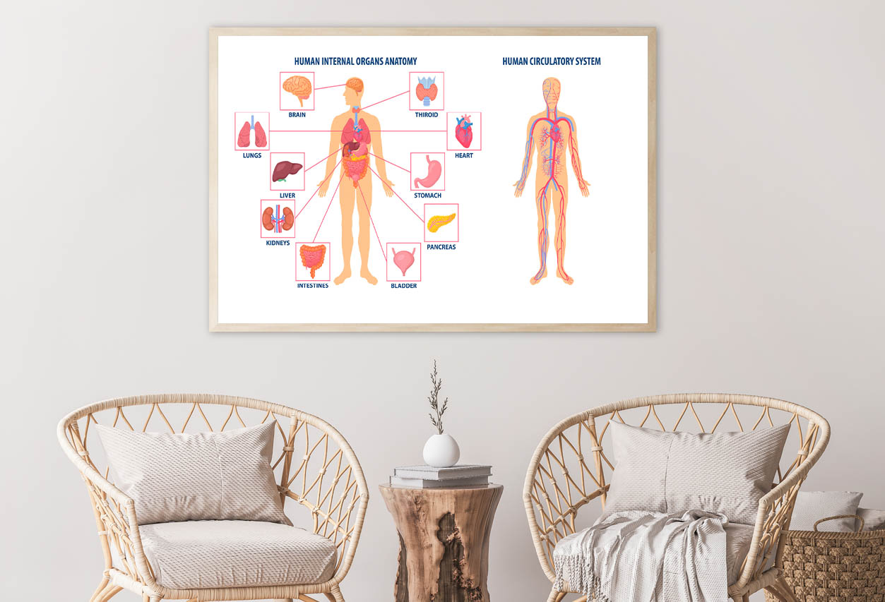 Anatomy Of the Human Body Home Decor Premium Quality Poster Print ...