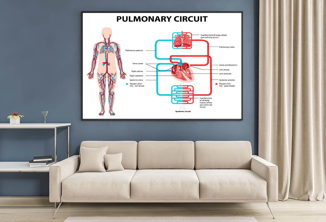 Pulmonary Circuit Diagram Home Decor Premium Quality Poster Print ...