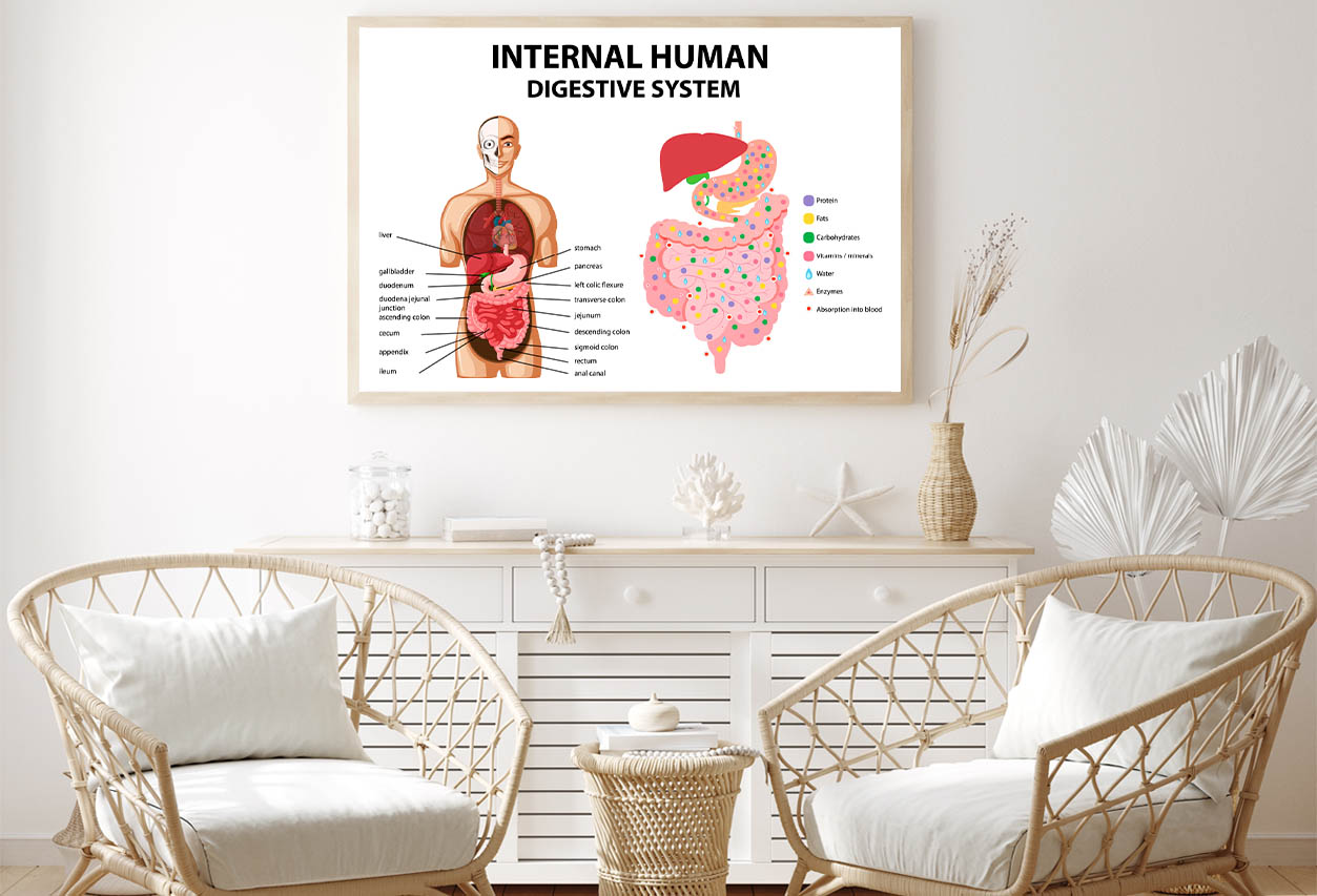 Internal Human Digestive System Illustration Home Decor Premium Quality ...