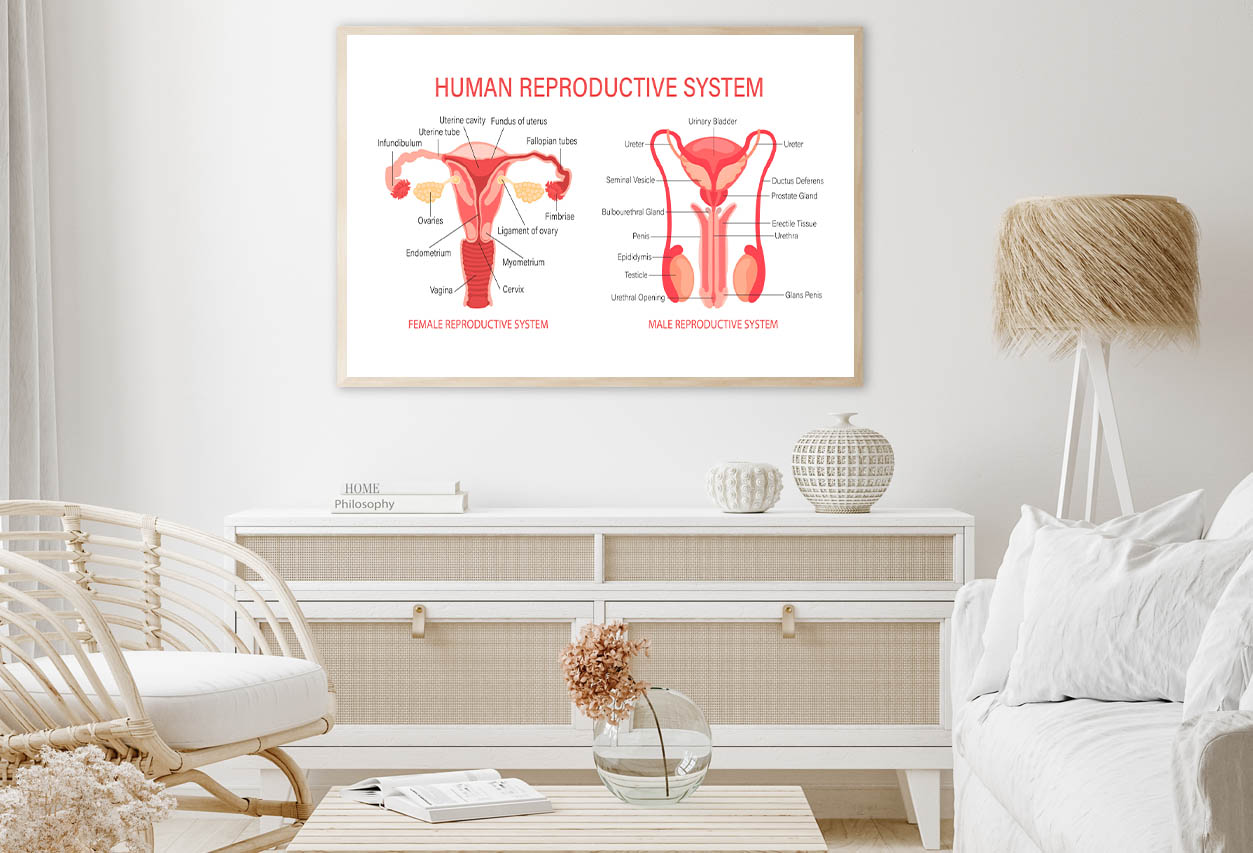 The Human Reproductive System Home Decor Premium Quality Poster Print ...