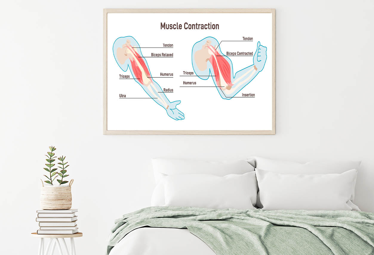 Muscle Contraction Mechanism Home Decor Premium Quality Poster Print ...