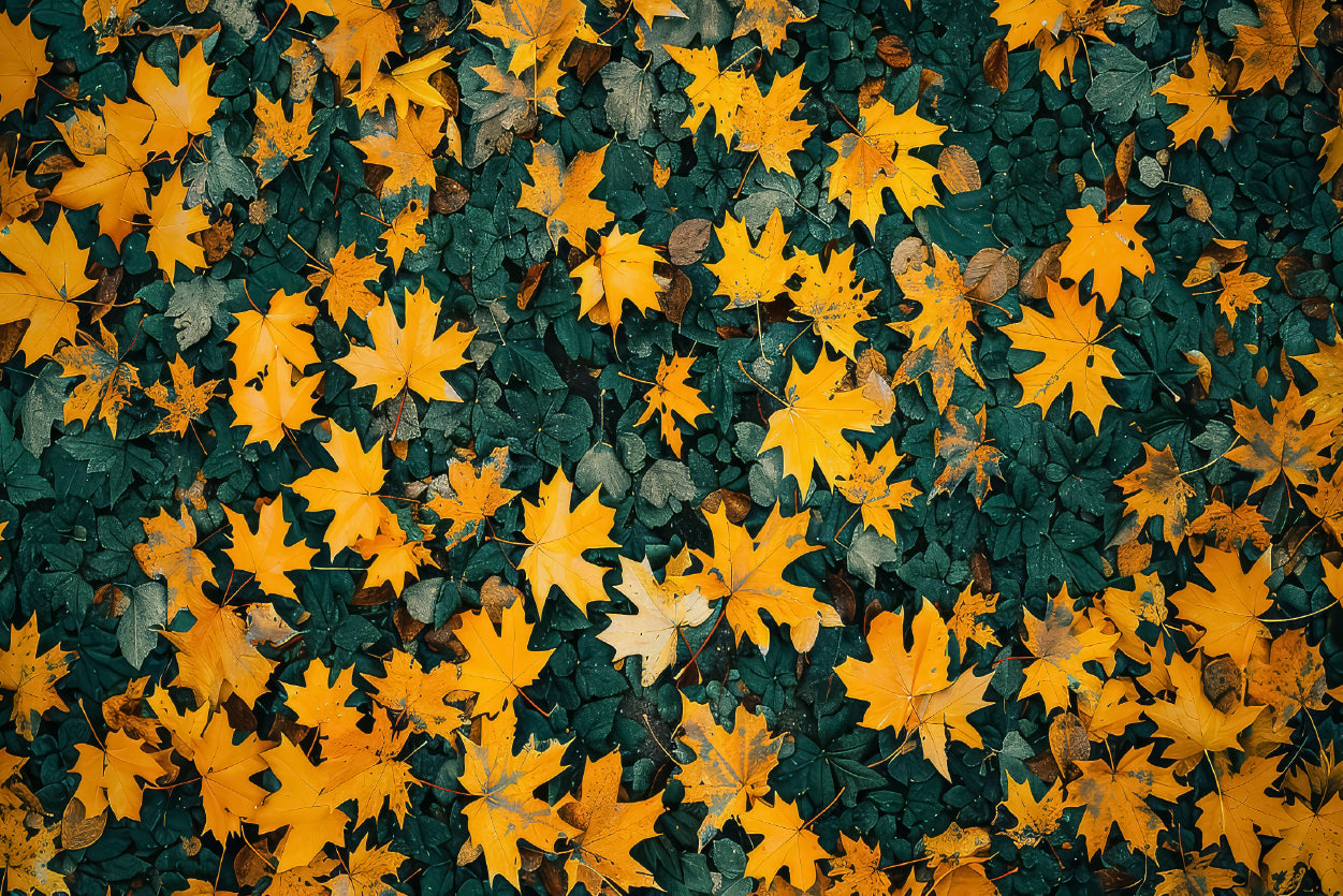 Close Up Of a Field Of Yellow Leaves Print 100% Australian Made – Bella ...