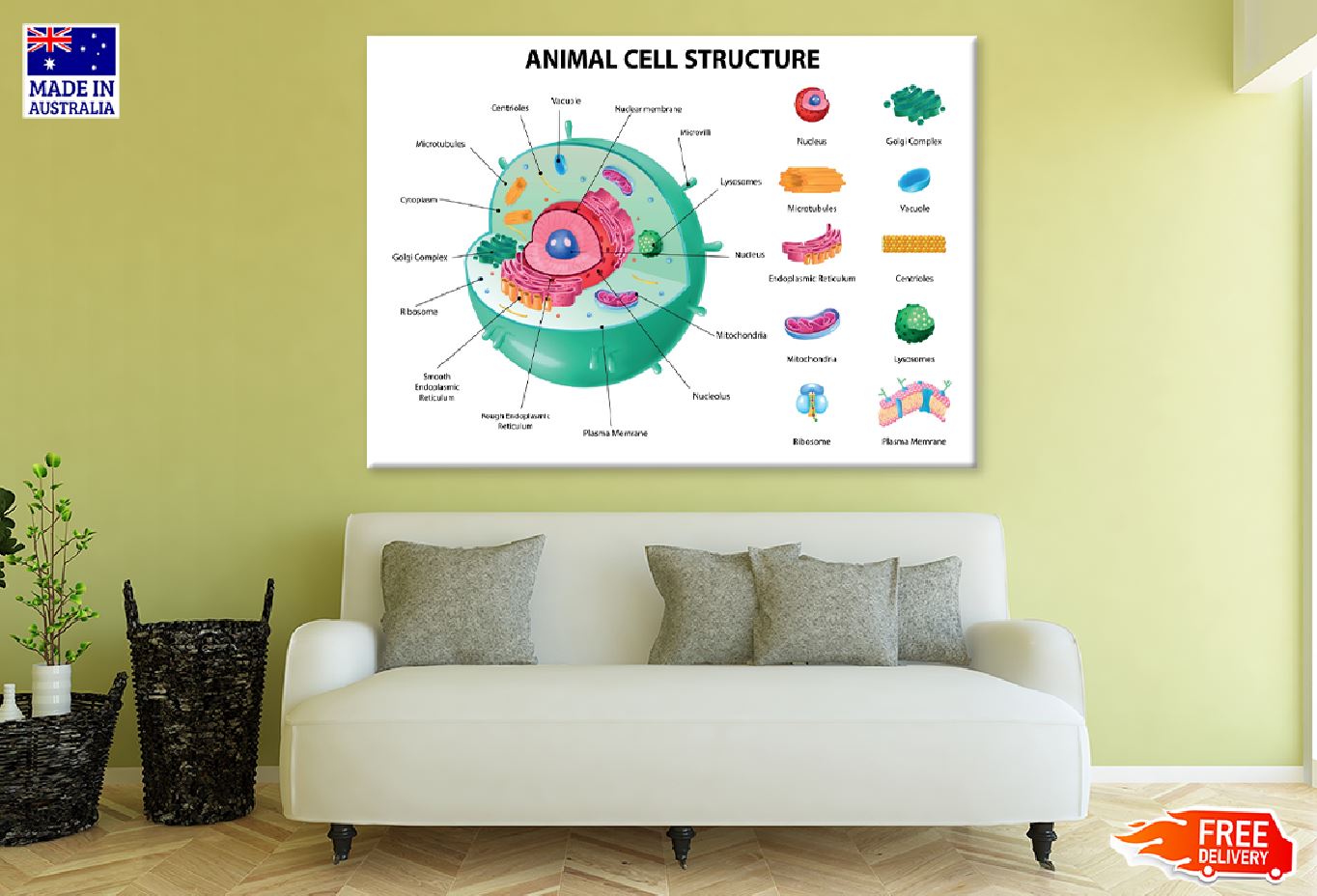 Animal Cell Anatomy Infographics Vector Art Print 100% Australian Made ...