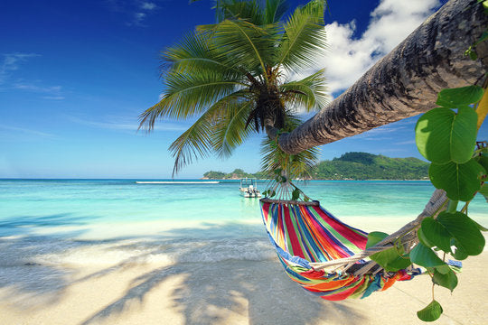 hammock palm tree