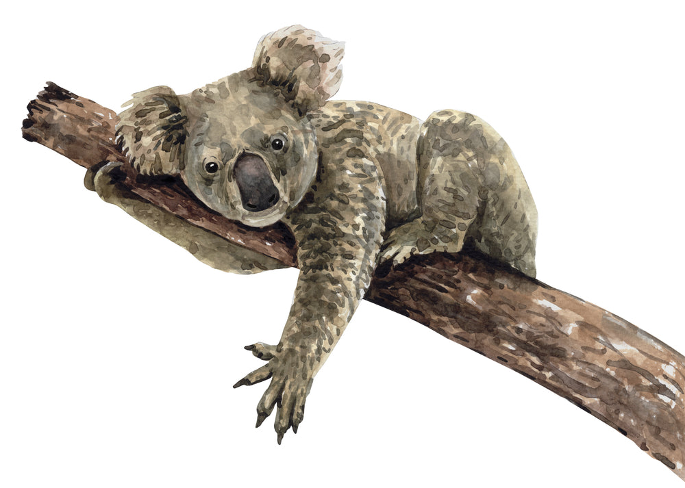 Koala Bear Watercolor Painting Home Decor Premium Quality Poster Print ...